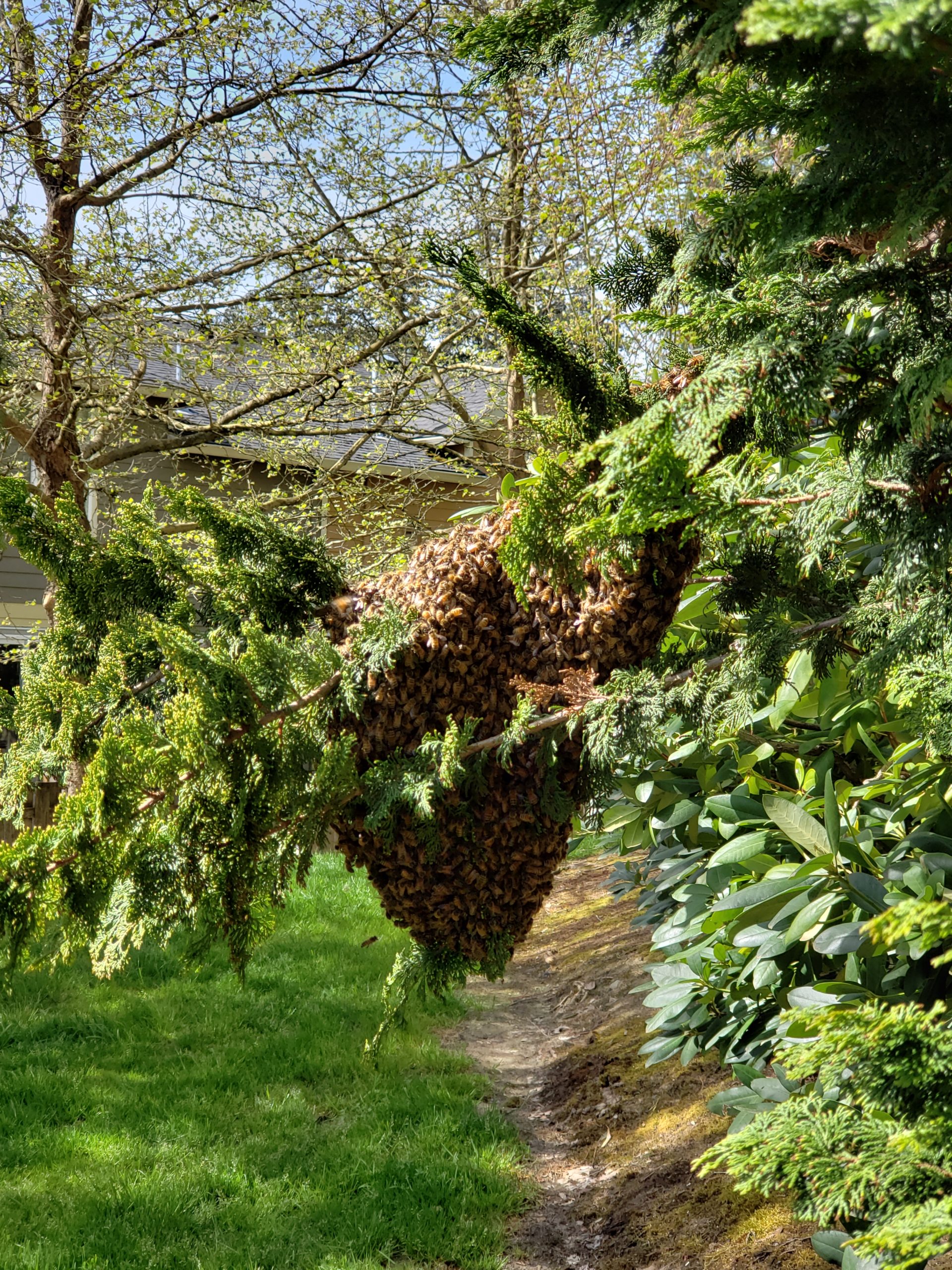 Swarms – Portland Urban Beekeepers